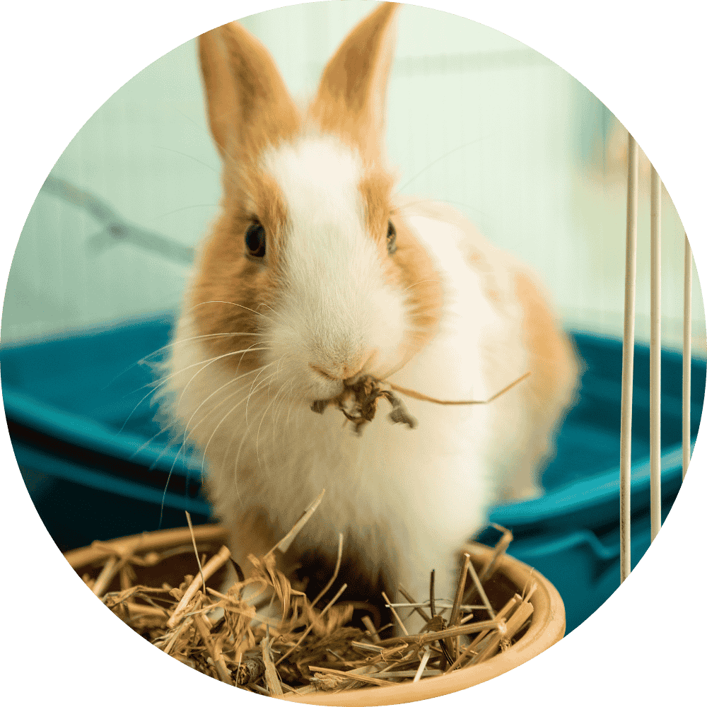 Natural Rabbit Forage & Forage Mixes | Twigs & Burrows