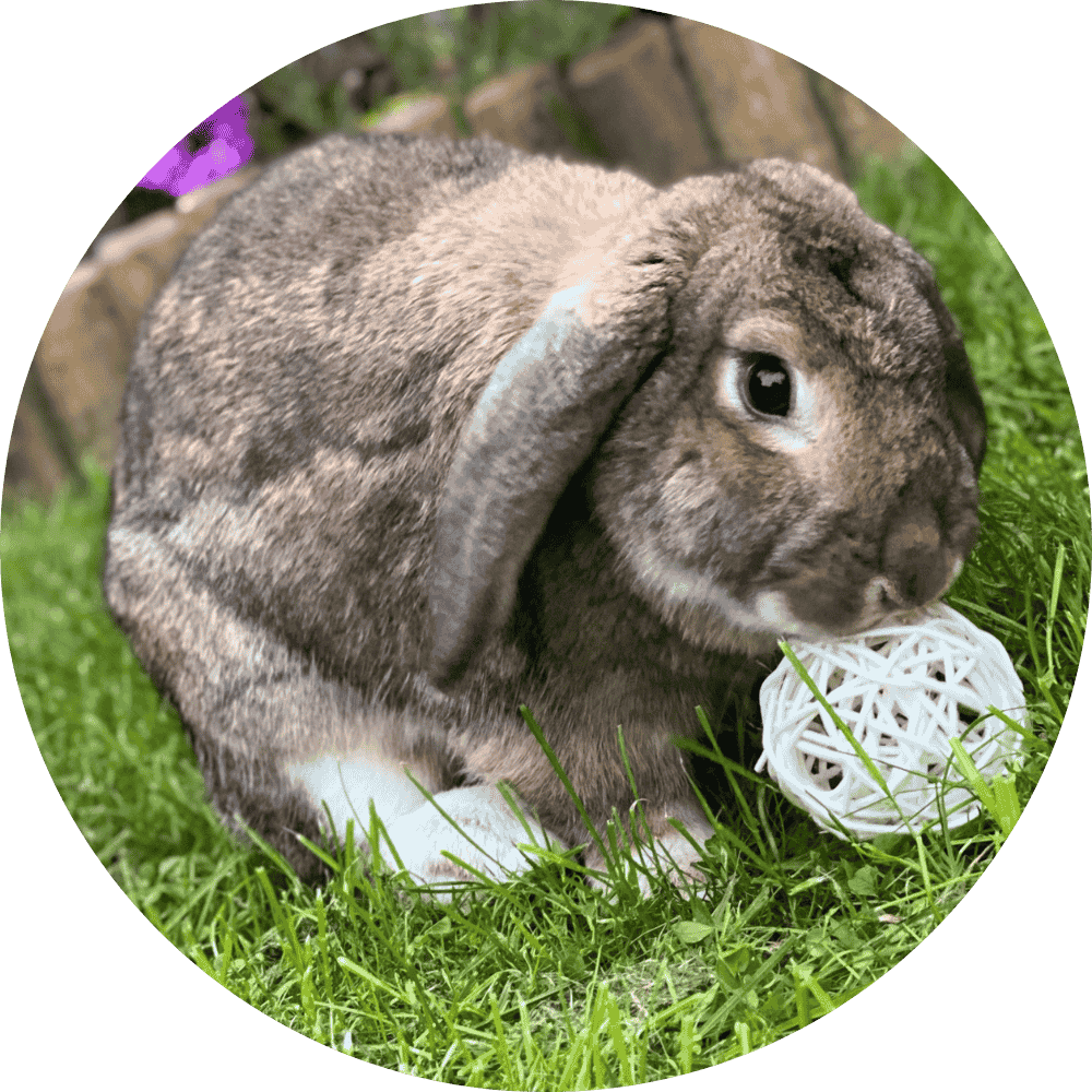Rabbit & Bunny Toys for Enrichment | Twigs & Burrows
