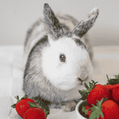 Can Rabbits Eat Fruit? Safe Choices Guide | Twigs & Burrows