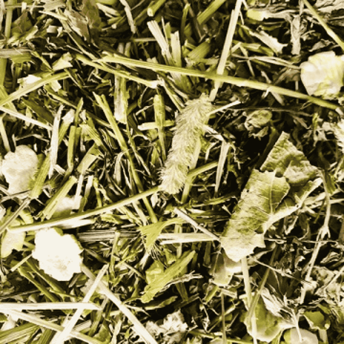 Spicy Hay Mix – Herbal Forage Blend | Twigs & Burrows